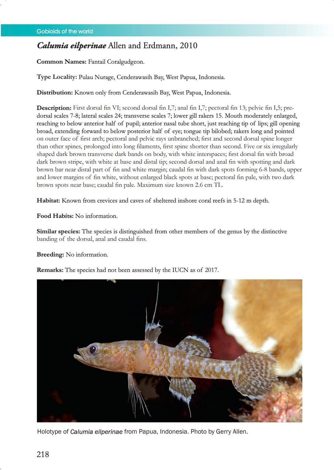 หนังสือปลาบู่โลก เล่ม 1 - siamensis.co